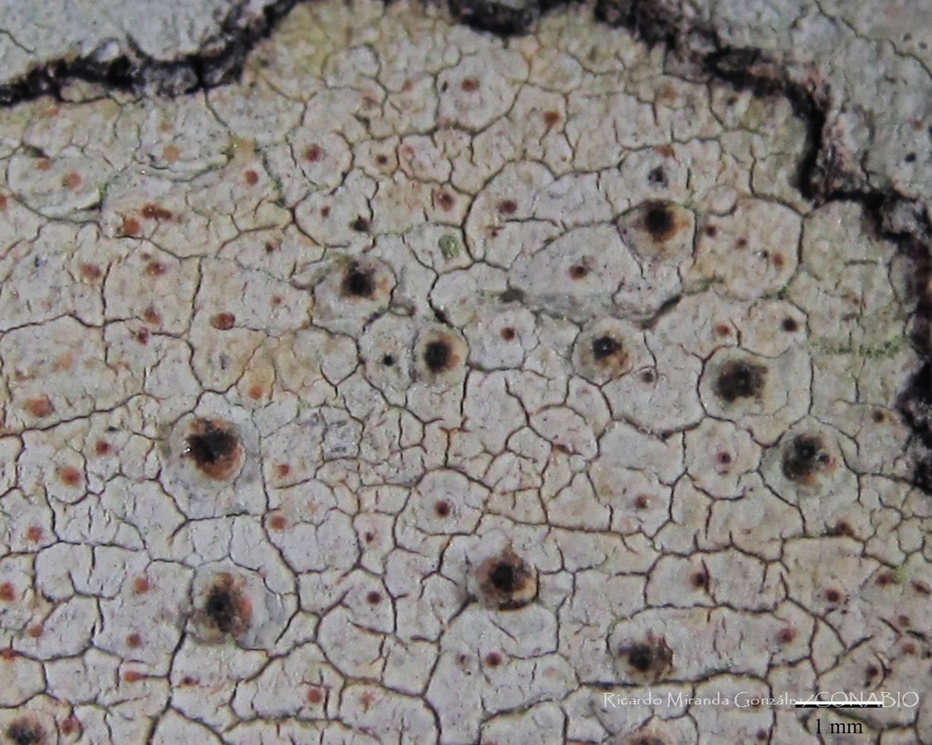 Pyrenula ochraceoflava (Lichen of the Chagos Archipelago) · iNaturalist