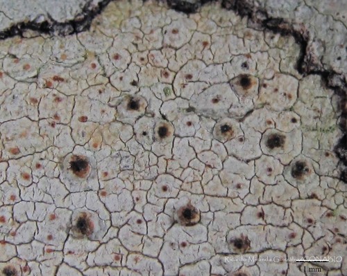 Pyrenula ochraceoflava · iNaturalist Mexico