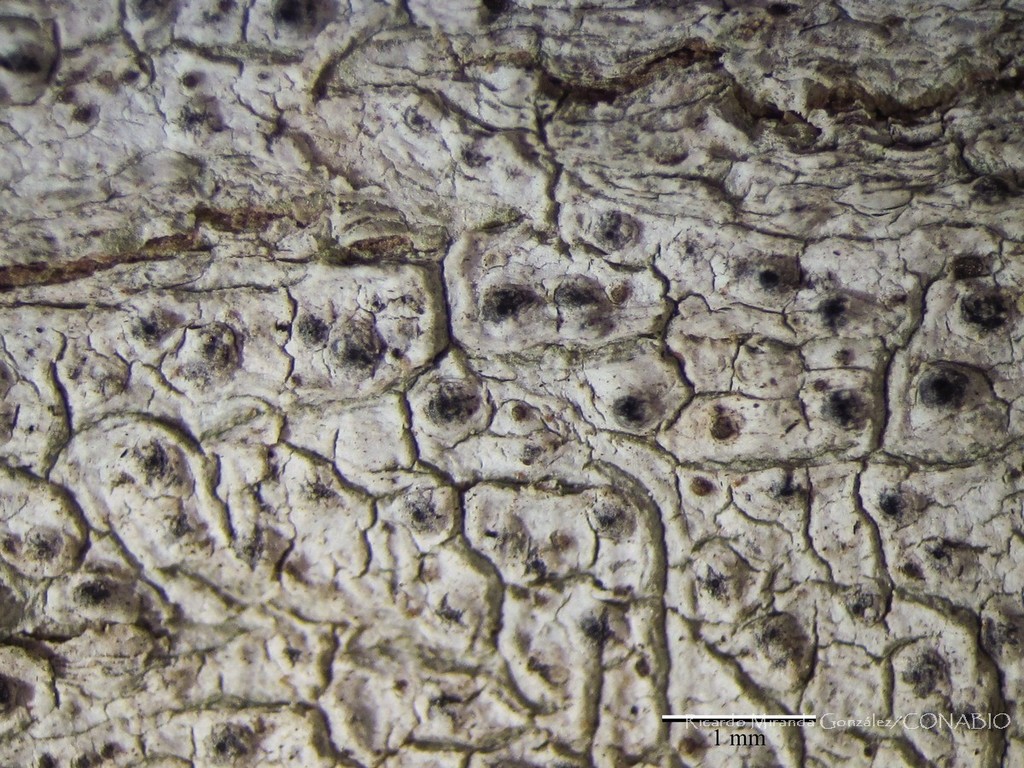 Pyrenula parvinuclea (Lichen of the British Indian Ocean Territory ...