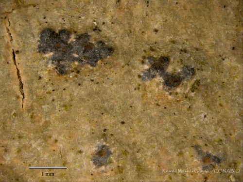 Pyrenula septicollaris · iNaturalist