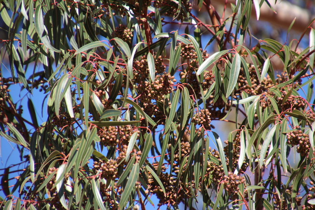 sugar gum (Hawequas Scout Adventure Centre) · iNaturalist