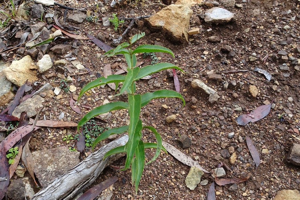 derwent speedwell from Crooked River VIC 3862, Australia on April 19 ...