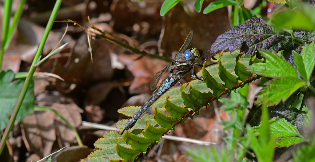 California Darner from Benton County, OR, USA on April 29, 2021 at 08: ...