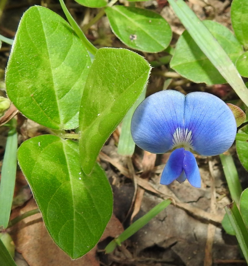 creeping vigna from Urliup NSW 2484, Australia on April 22, 2021 at 11: ...