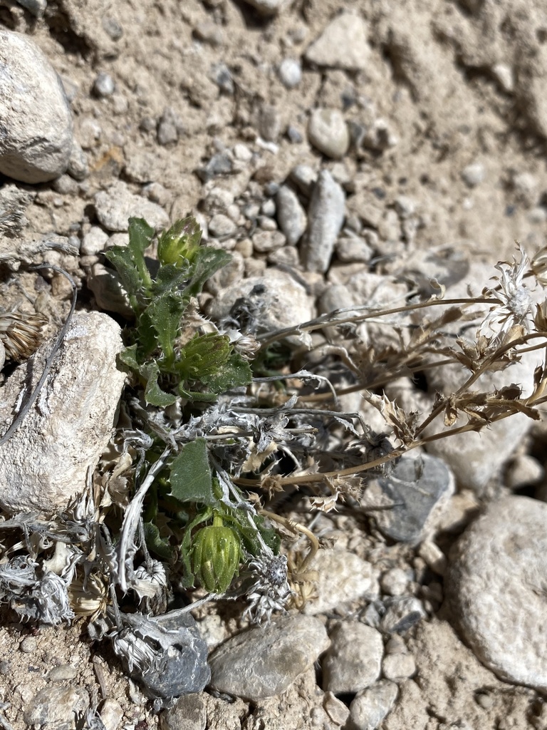 Xanthisma from SR-318, Pioche, NV, US on April 29, 2021 at 02:14 PM by ...