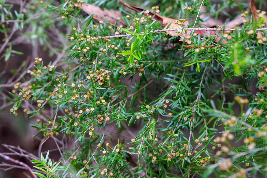 Sannantha similis from Numinbah Valley QLD 4211, Australia on April 30 ...