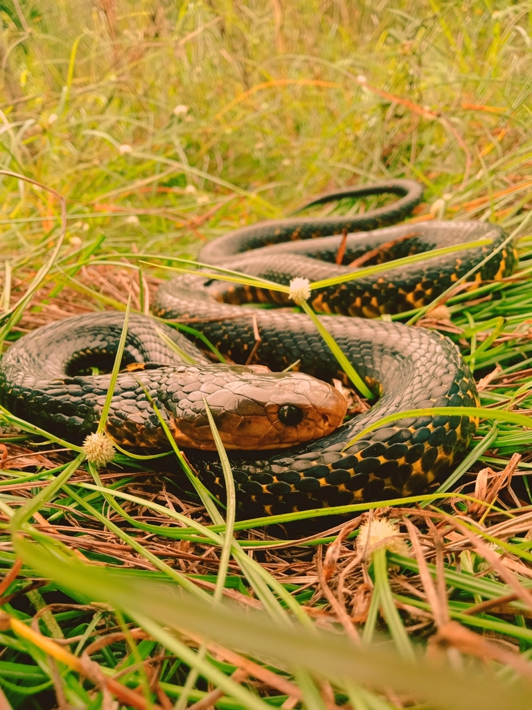 Samar Cobra from Davao City, PH-DS, PH on November 24, 2020 at 12:56 AM ...