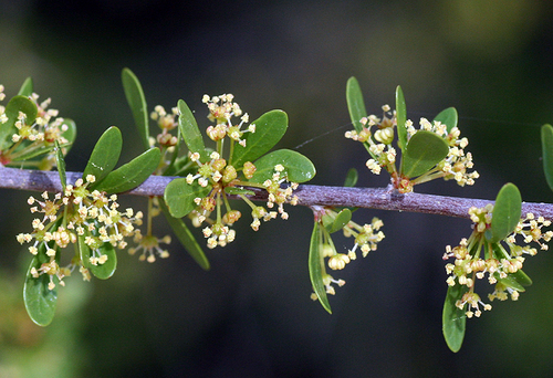 Cape Tetracoccus (Tetracoccus capensis)