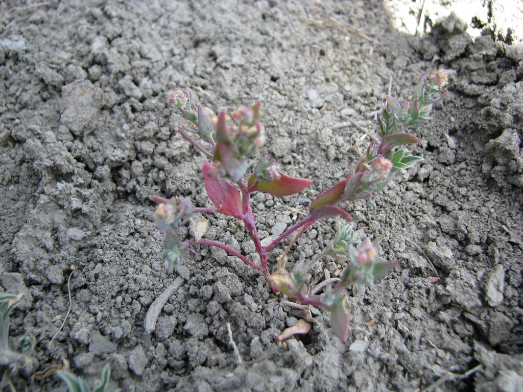Suckley's Saltbush (Stutzia dioica) - Botanical Realm