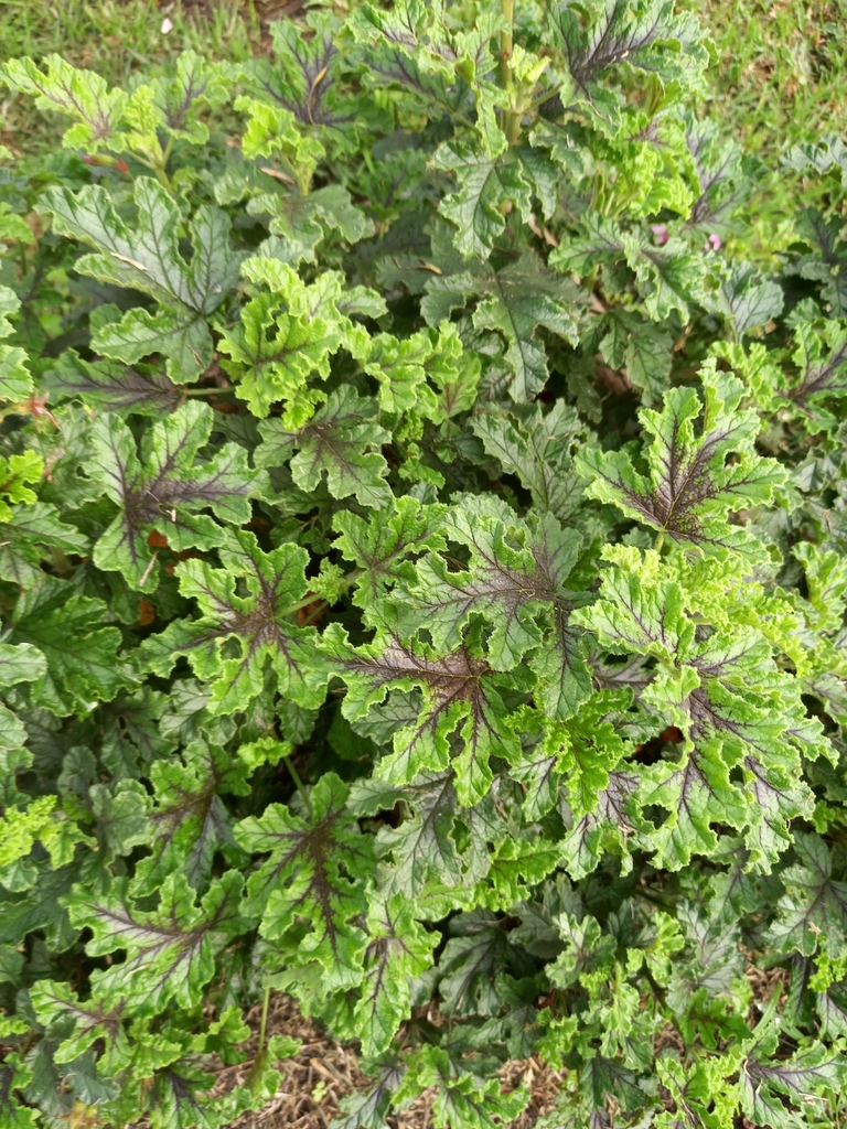 oak-leaved geranium from Hoekwil, Wilderness, 6538, South Africa on ...