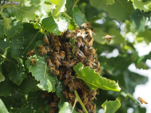 Syrian Honey Bee (Subspecies Apis mellifera syriaca) · iNaturalist