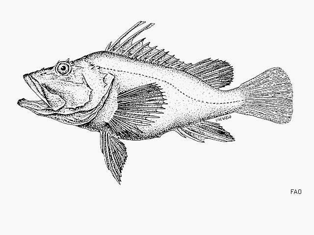 (Pontinus vaughani) - Marine Life Identification