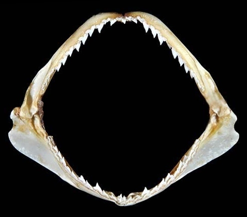 Pacific Sharpnose Shark (Rhizoprionodon longurio) - Marine Life ...