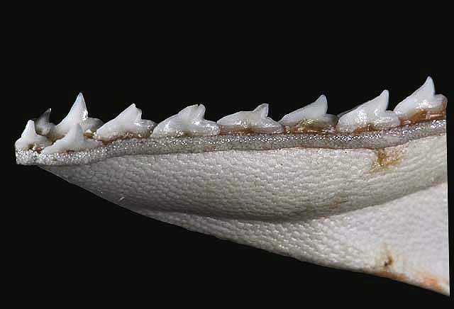 Pacific Sharpnose Shark (Rhizoprionodon longurio) - Marine Life ...