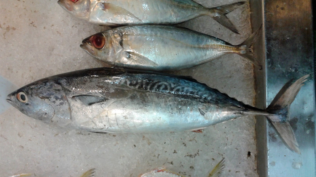 Frigate Tuna (Auxis thazard) - Marine Life Identification