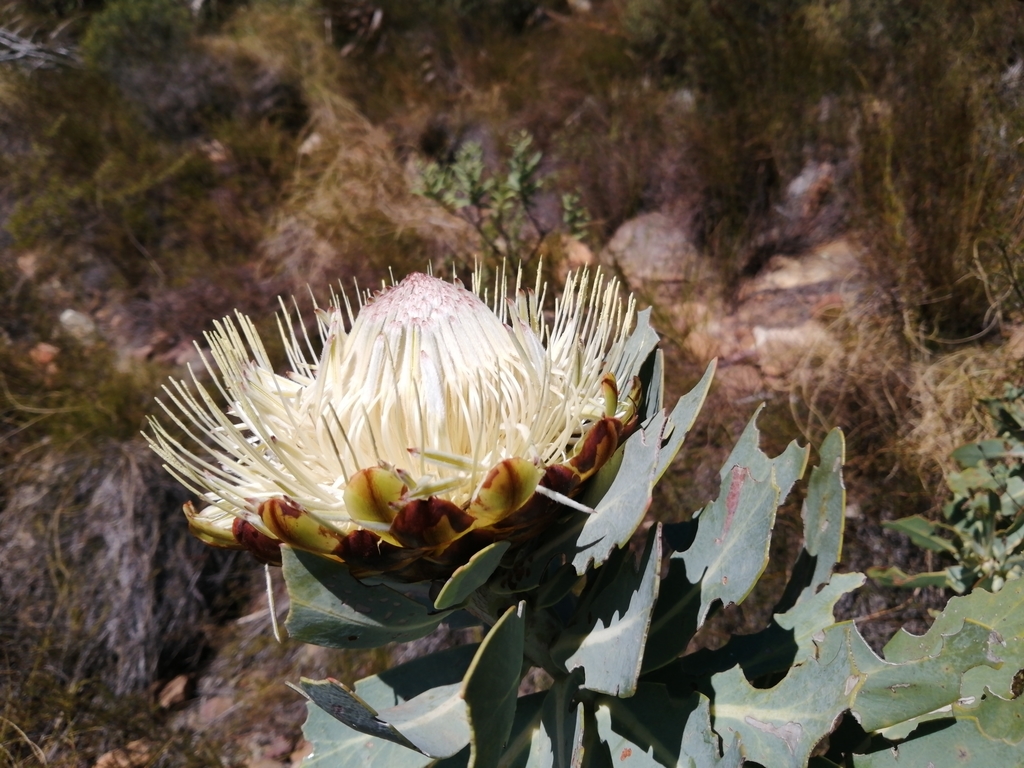 Wagon Tree from Table Mountain (Nature Reserve), Cape Town, South ...