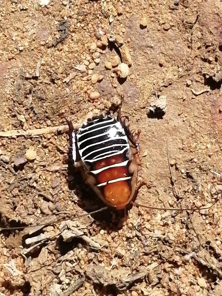 Cape Zebra Cockroach from Table Mountain (Nature Reserve), Cape Town, South Africa on April 30 ...