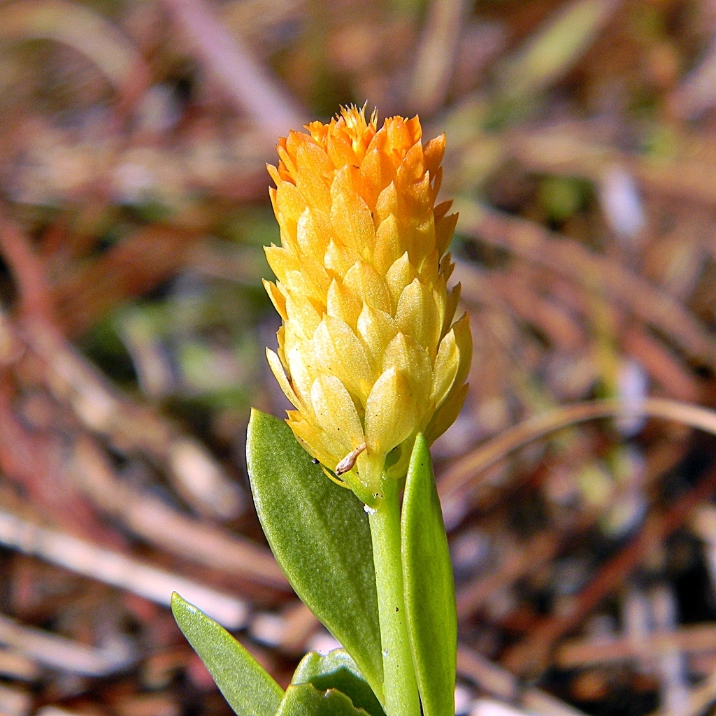 Orange Milkwort (Flora and Fauna of North Carolina) · iNaturalist
