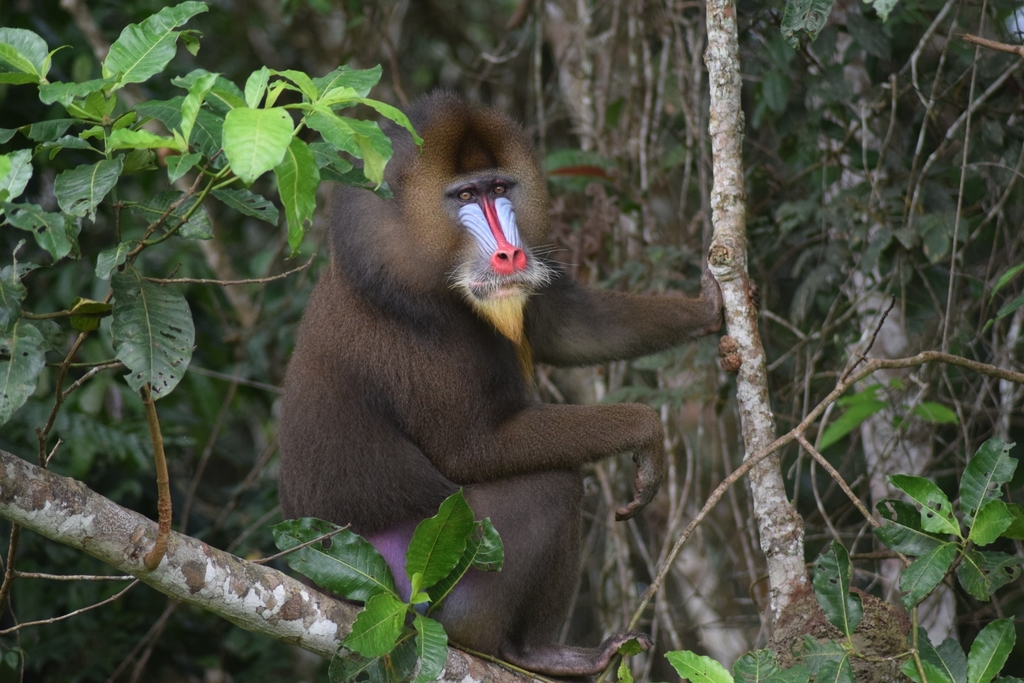 Mandrill in February 2021 by pgtz. Dominant male, habituated grouo ...