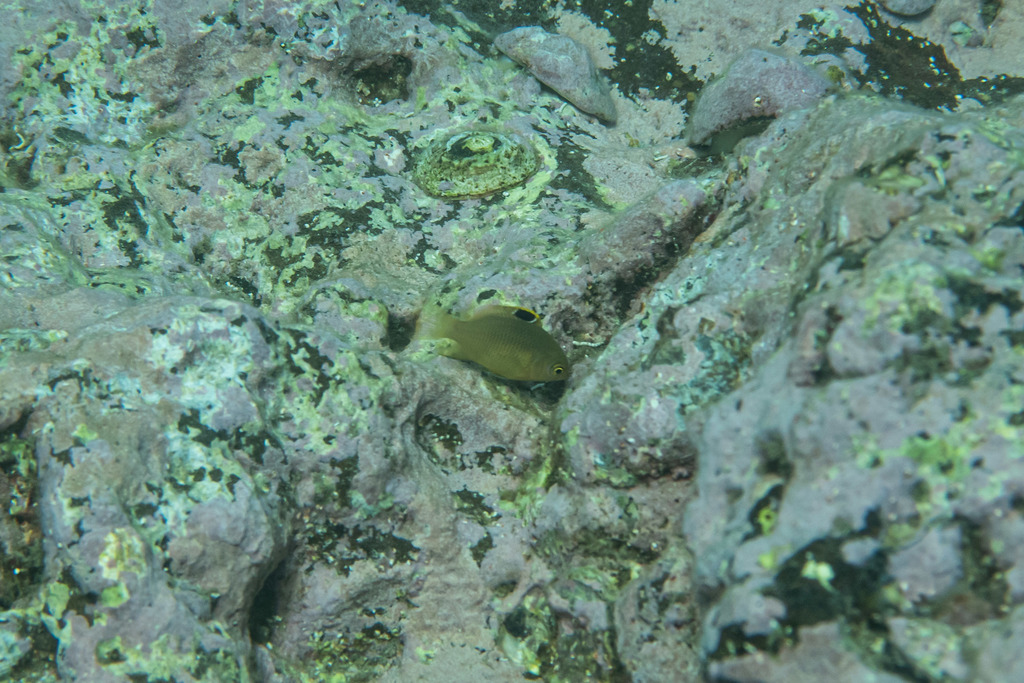 Pacific Gregory from New South Wales, Australia on April 30, 2021 at 03 ...