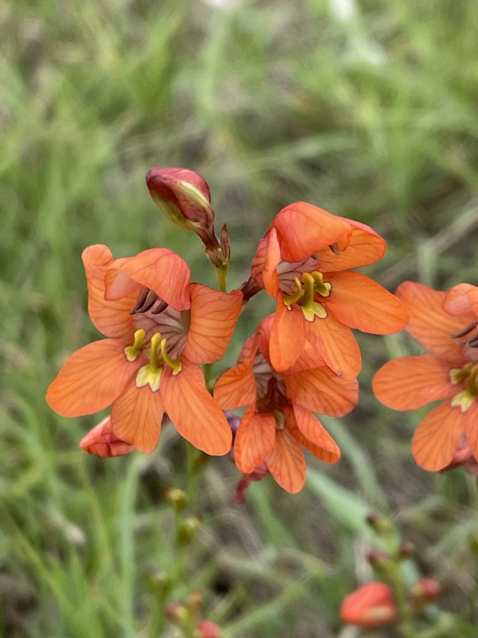 Tritonia laxifolia (Klatt) Benth. & Hook.f. ex Baker