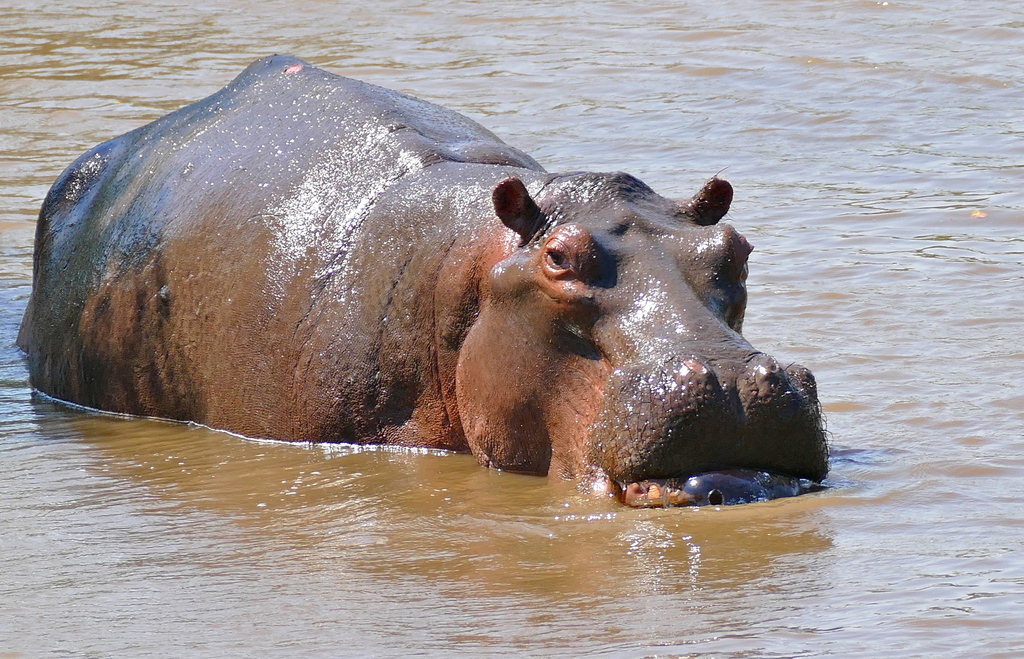 South African Hippopotamus (Hippopotamus amphibius capensis) - Know ...