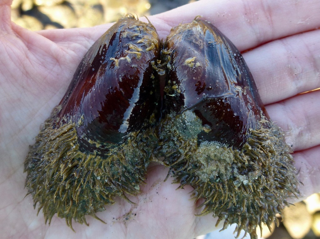 Fat Horsemussel (China Cove Organisms) · iNaturalist