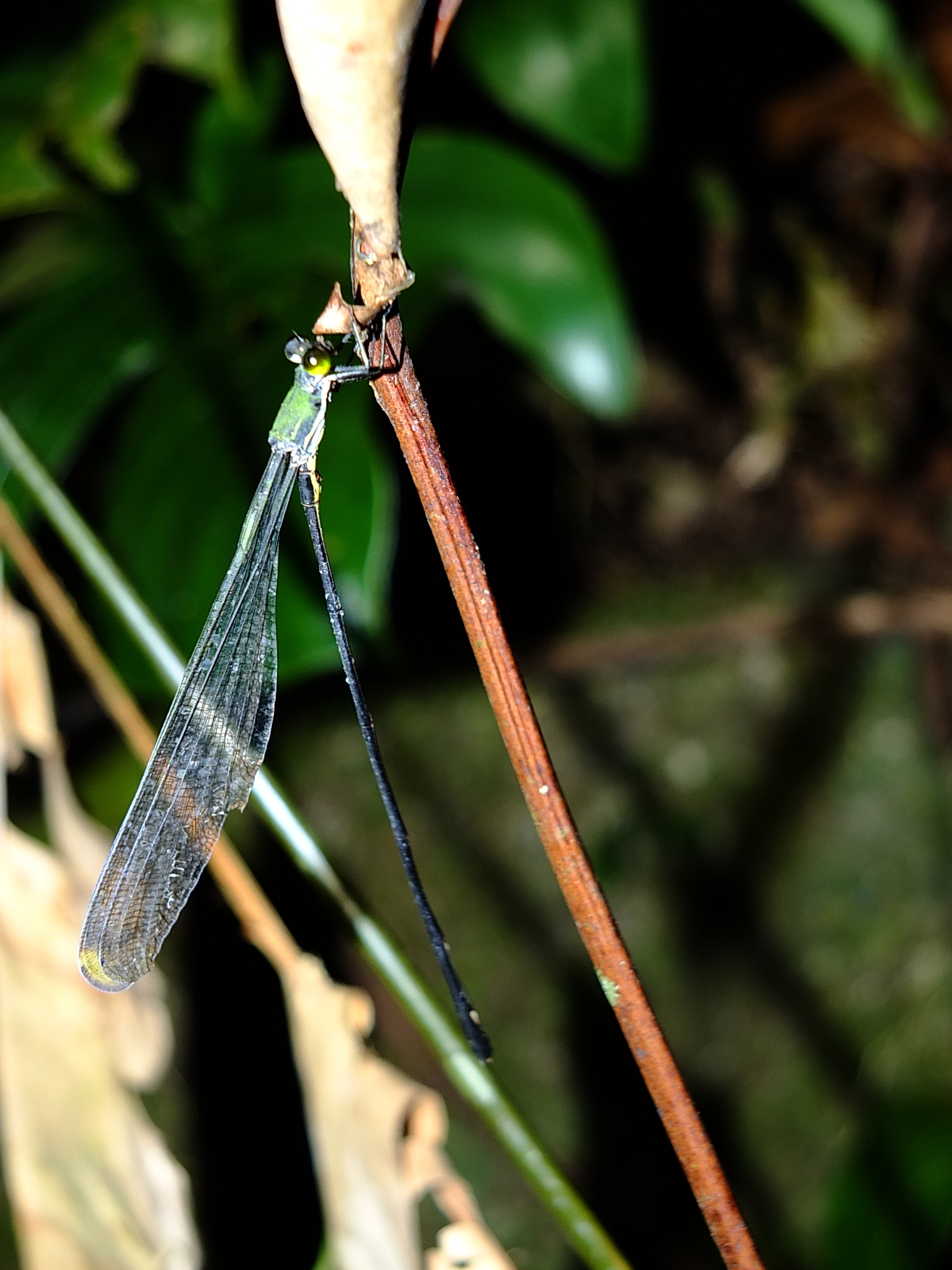 Microstigma anomalum Rambur, 1842