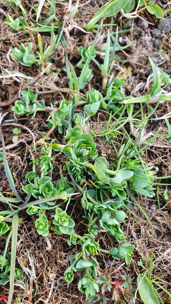 flowering plants from Little Lever, Bolton, UK on April 30, 2021 at 10: ...