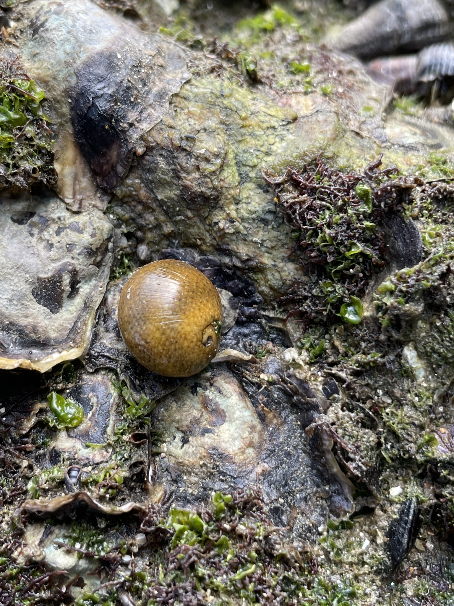 Clithon faba (G.B.Sowerby I, 1836)