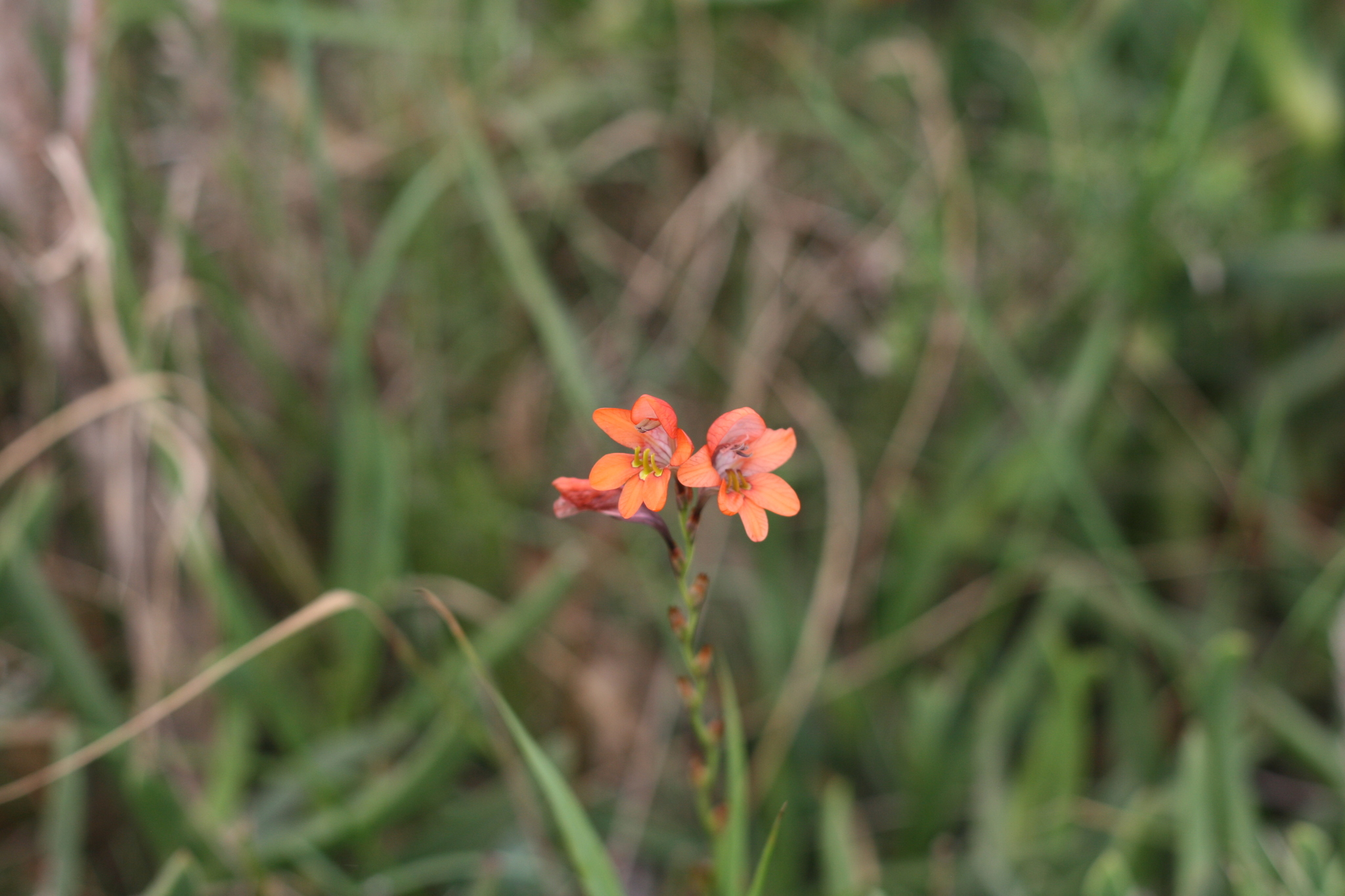 Tritonia laxifolia (Klatt) Benth. & Hook.f. ex Baker