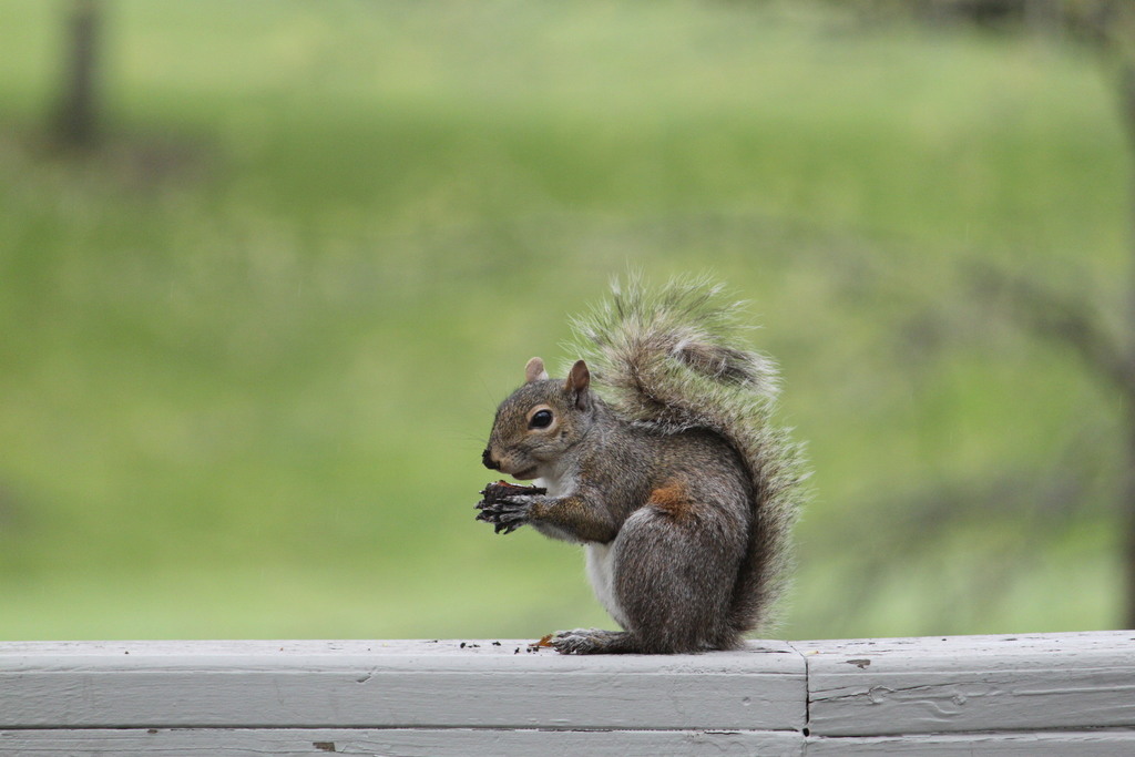 Eastern Gray Squirrel in April 2020 by jalyross · iNaturalist
