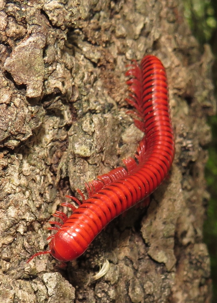 Richards Bay Red Millipede from iSimangaliso, South Africa on December ...