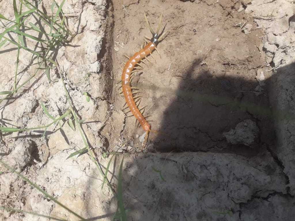 Giant Desert Centipede from Ignacio Zaragoza 3ra Amp, 25016 Saltillo ...