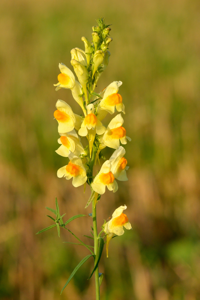 common toadflax (Plants of Pinery Provincial Park) · BioDiversity4All