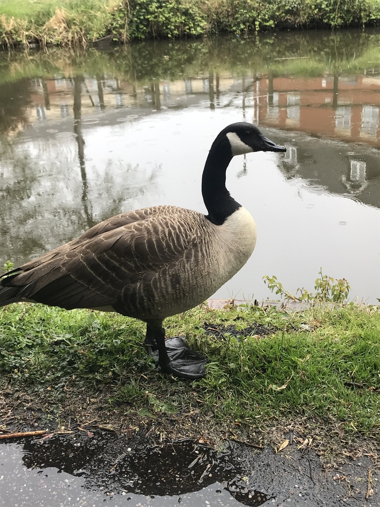 Canada Goose from Manson Dr, Cradley Heath, England, GB on April 30 ...