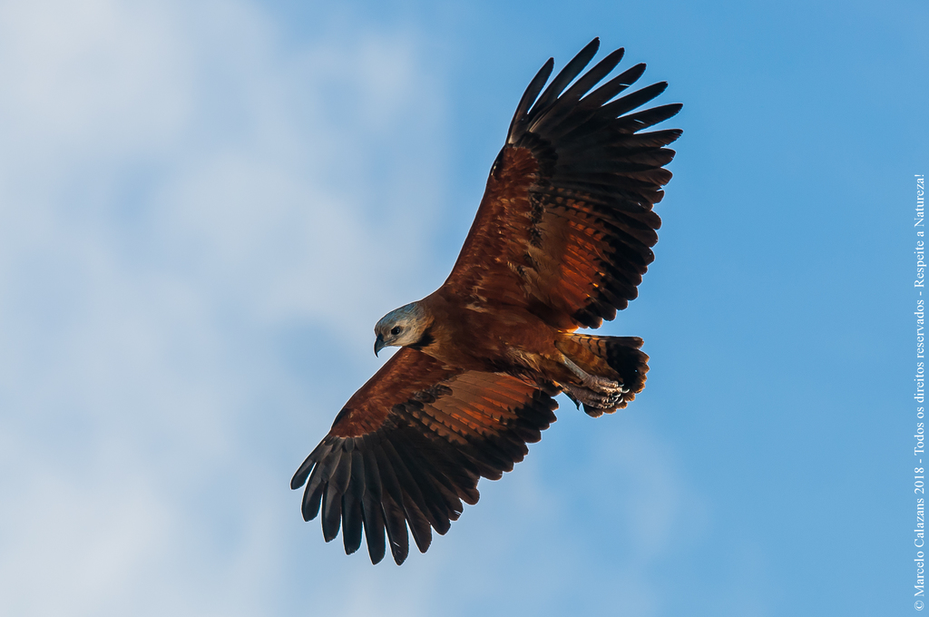 Aguililla canela (Biodiversidad de Córdoba) · iNaturalist