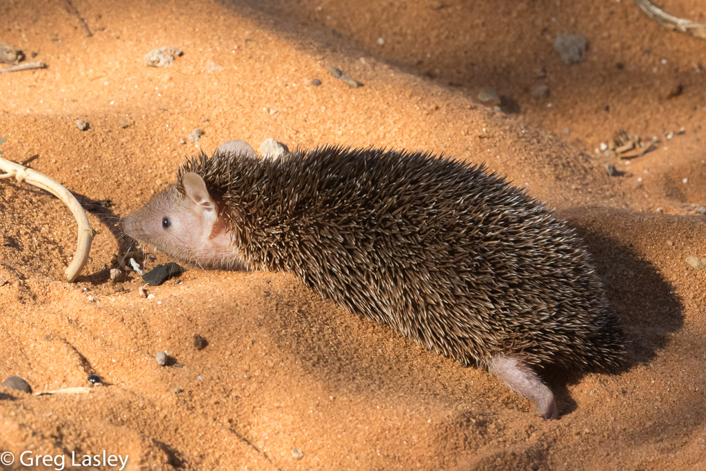 Lesser Hedgehog Tenrec from Atsimo-Andrefana, Madagascar on December 4 ...