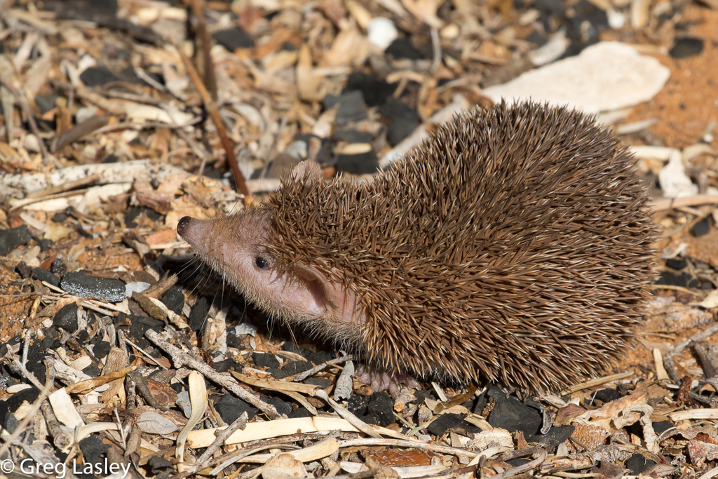 Lesser Hedgehog Tenrec (Echinops telfairi) - Know Your Mammals