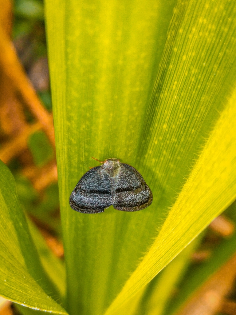 Ricania taeniata from Catalunan Pequeño, Talomo, Davao City, Davao del ...