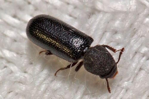 Stephanopachys linearis · NaturaLista Colombia