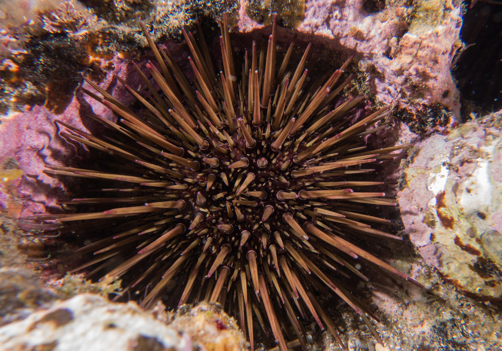 Western Pacific purple sea urchin (Marine invertebrates of Randwick ...
