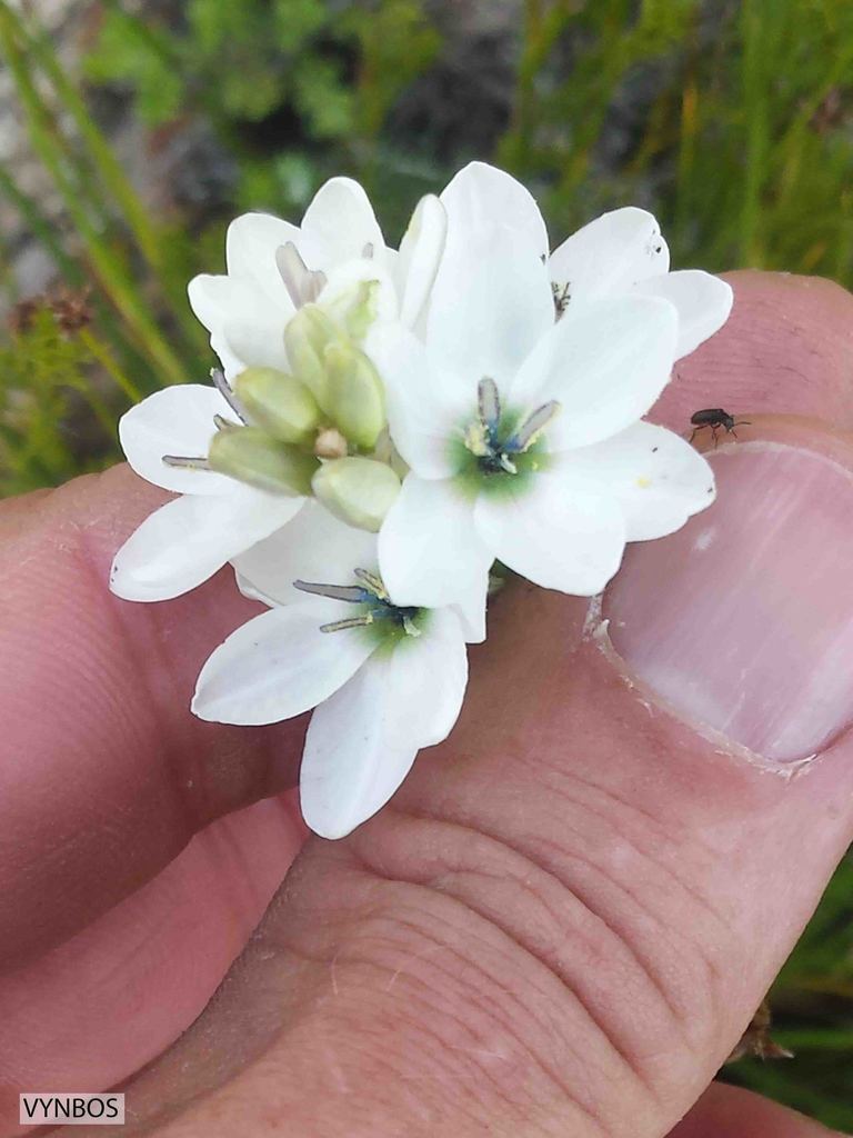 Ixia polystachya (Species of the Helderberg Basin Area) · iNaturalist