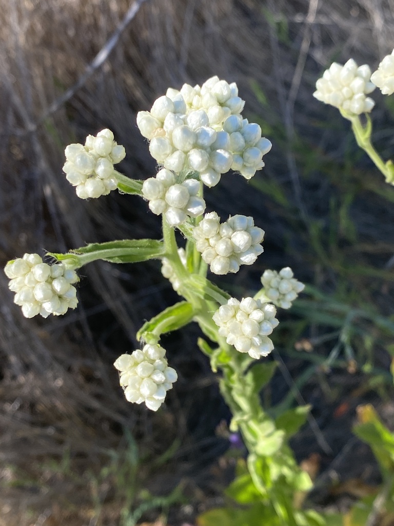 California cudweed (RCTC) · iNaturalist