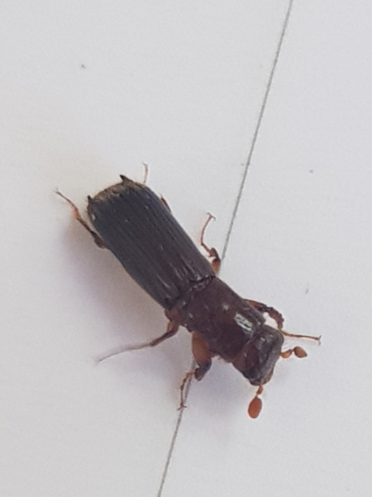 Platypus apicalis from 63 Washington Ave, Brooklyn, Wellington 6021 ...