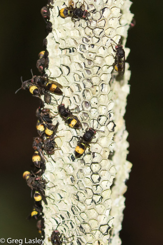 Ropalidia ranavali · iNaturalist