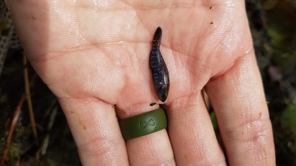 Gulf Coast Pygmy Sunfish from Monticello, FL 32344, USA on April 30 ...