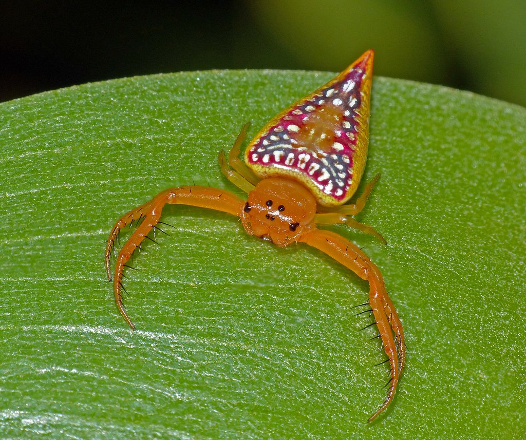 Walckenaer's Studded Triangular Spider from Sandfly, Tasmania ...