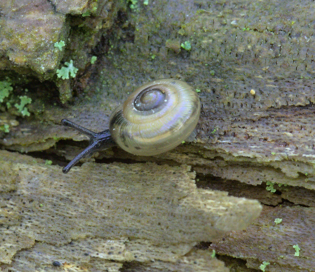 Dome Snails from Greene, Ohio, United States on April 30, 2021 at 09:38 ...
