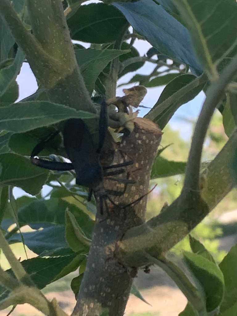 Giant Agave Bug from Julimes, CHIH, MX on April 29, 2021 at 06:26 PM by ...